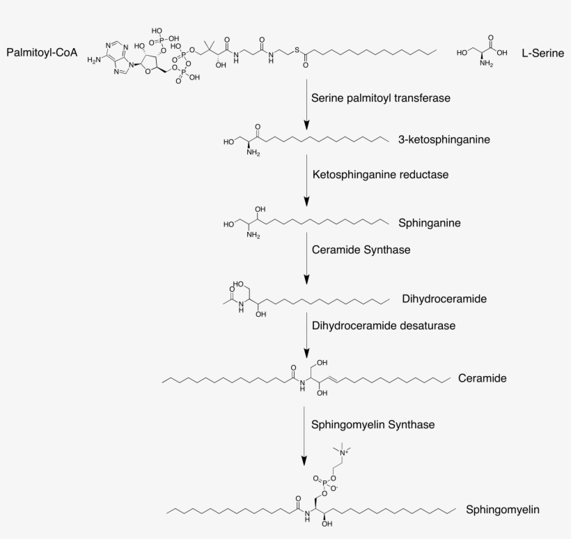 Sphingomyelin Synthesis - Sphingomyelin Formation PNG Image ...