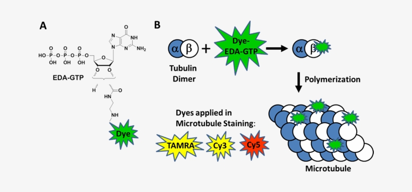 A) Chemical Structure Of Dye Eda Gtp Conjugates - Everything You Need ...