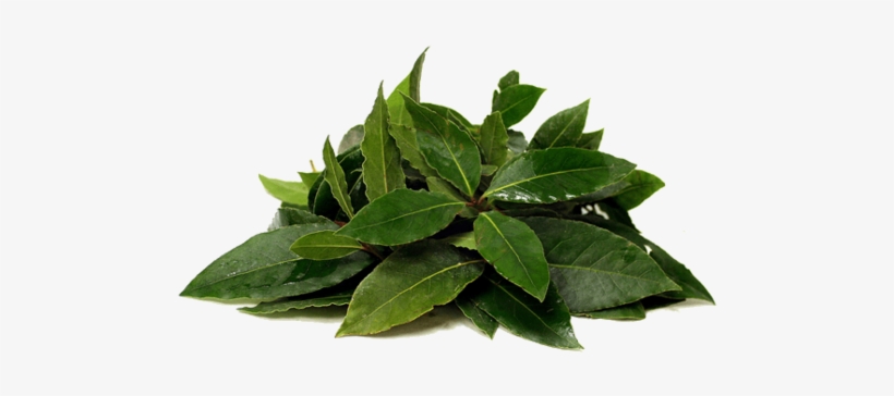 Fresh Leaves - Bay Leaf Fresh Png PNG Image | Transparent PNG Free ...
