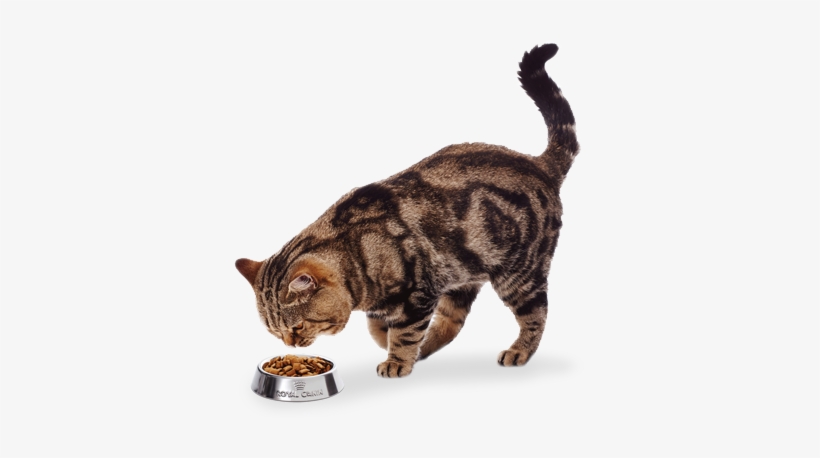 Cat Food - Cat And Food Png PNG Image | Transparent PNG Free Download ...