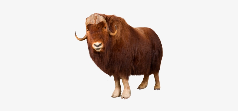 Download 3d View - Musk Ox Transparent Background | Transparent PNG ...