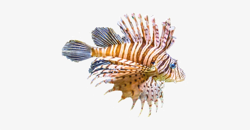 Picture - Lion Fish No Background PNG Image | Transparent PNG Free ...