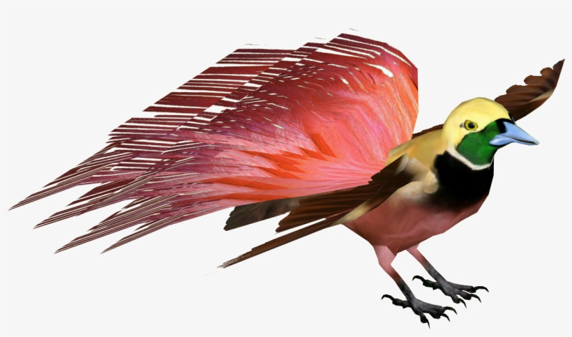 Raggiana Bird Of Paradise M - Zoo Tycoon 2 Fish Koi PNG Image ...