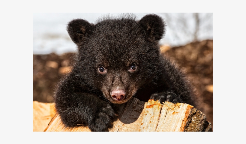 Black Bear Cub Face PNG Image | Transparent PNG Free Download on SeekPNG