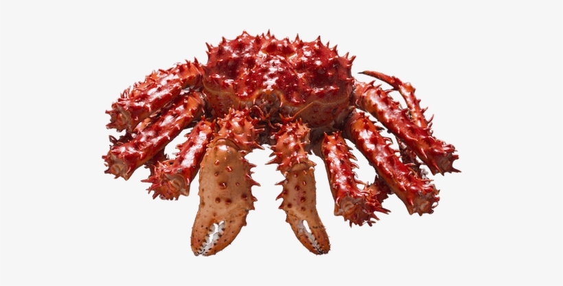 Fresh Crabs - Freshwater Crab PNG Image | Transparent PNG Free Download ...