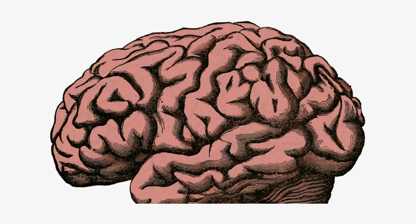 Cocaine Addiction Leads To Build-up Of Iron In Brain - High Res Brain ...