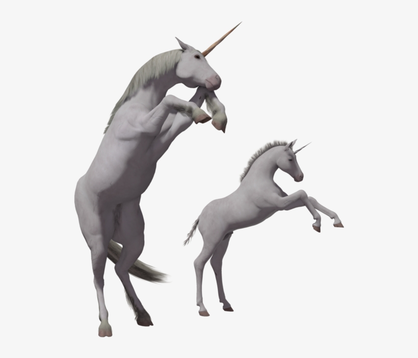 Download - Unicorn Foals Transparent Background PNG Image | Transparent ...
