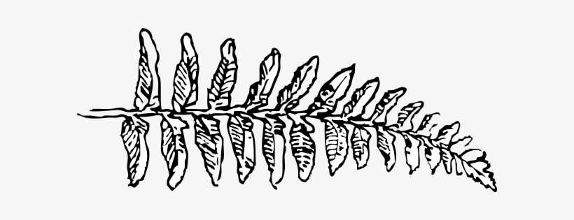 Fern Branch Png Images PNG Image | Transparent PNG Free Download on SeekPNG