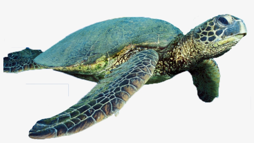 Download Banner Black And White Library Transparent Turtle File ...