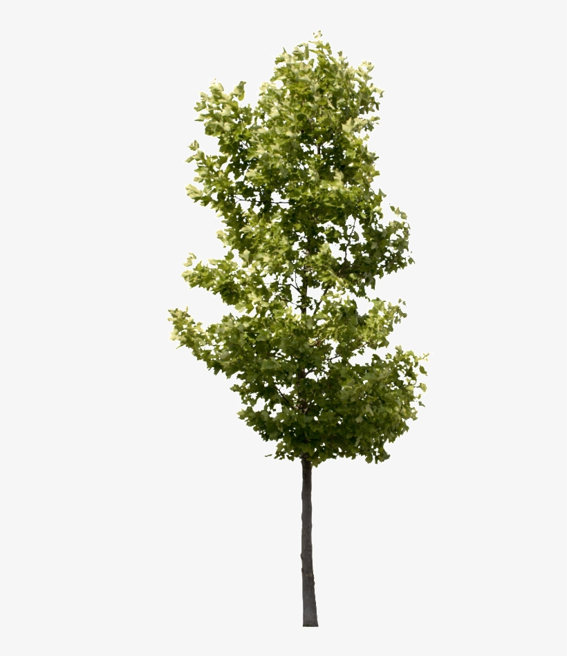 Download Tree Render, Street Trees, Deciduous Trees, Photo Tree, - High ...
