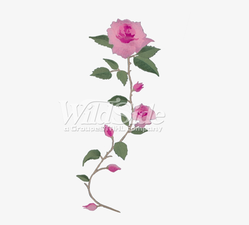 Long Stem Pink Rose - Long Stem Flower Png PNG Image | Transparent PNG ...