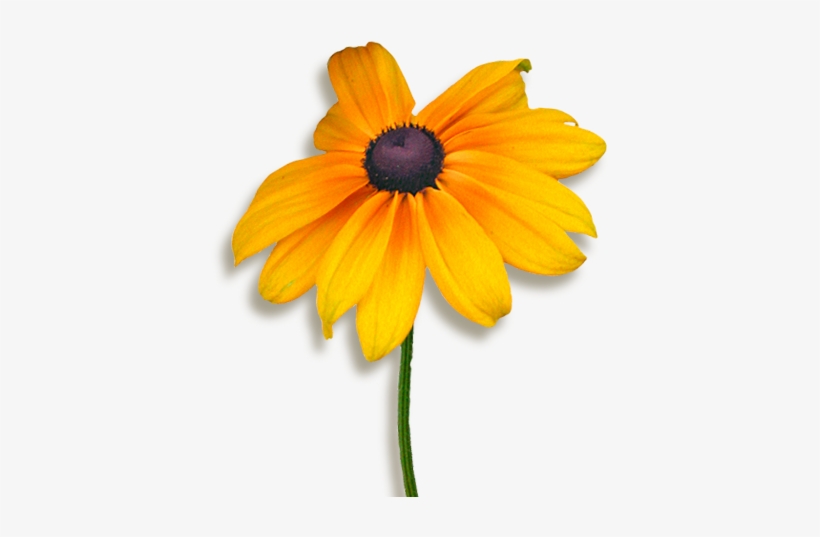 Black Eyed Susan Transparency PNG Image | Transparent PNG Free Download ...