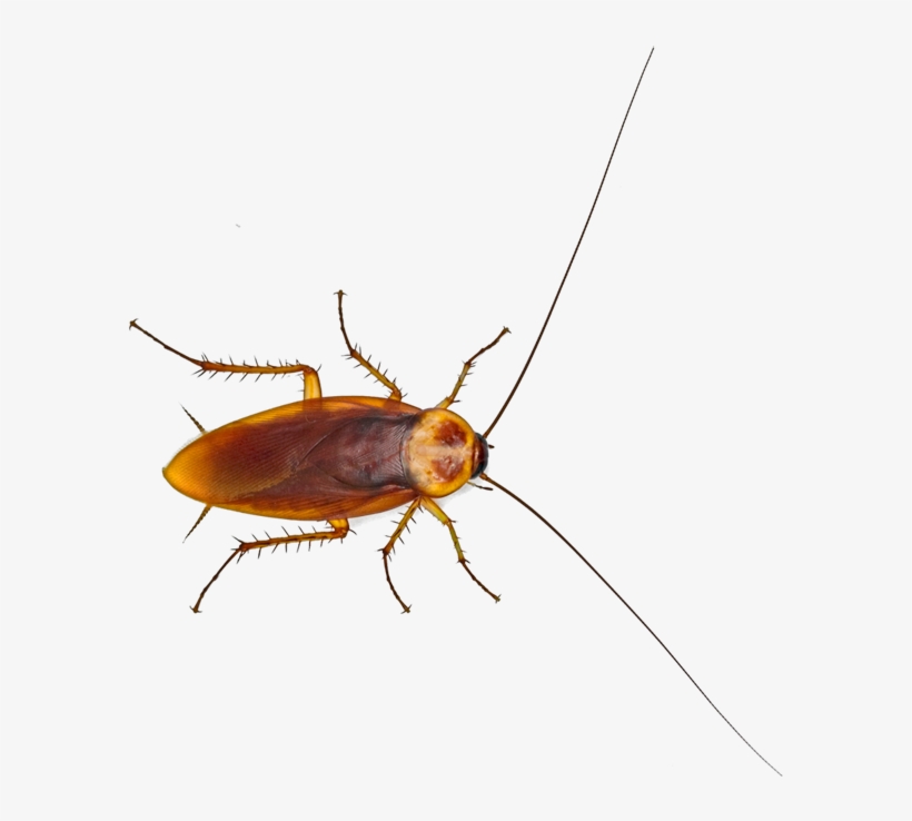 Download Cucaracha - Anatomy | Transparent PNG Download | SeekPNG