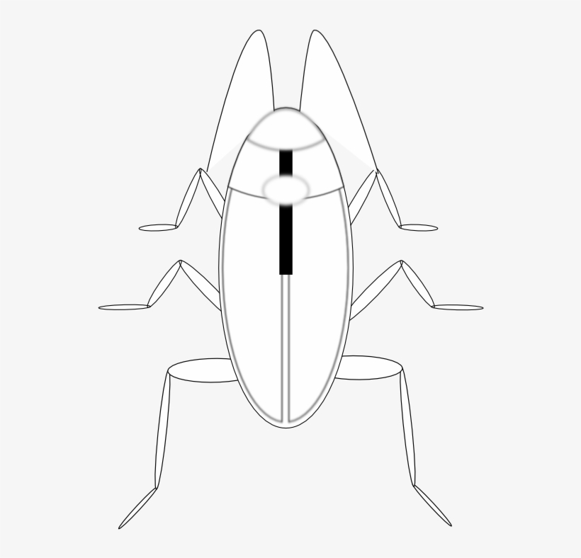 Cockroach Cucaracha Black White Line Art 555px - Drawing PNG Image ...