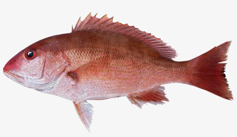 Peces Del Mar Peruano PNG Image | Transparent PNG Free Download on SeekPNG