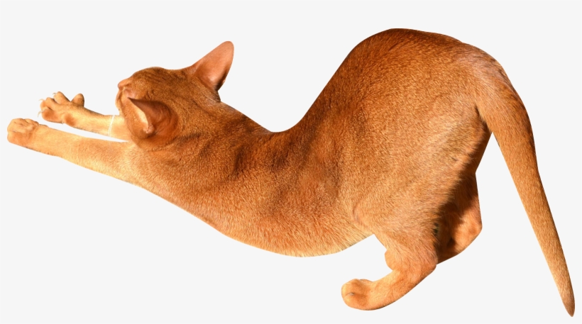 Free Digital Cat Png - Cat Stretching PNG Image | Transparent PNG Free ...