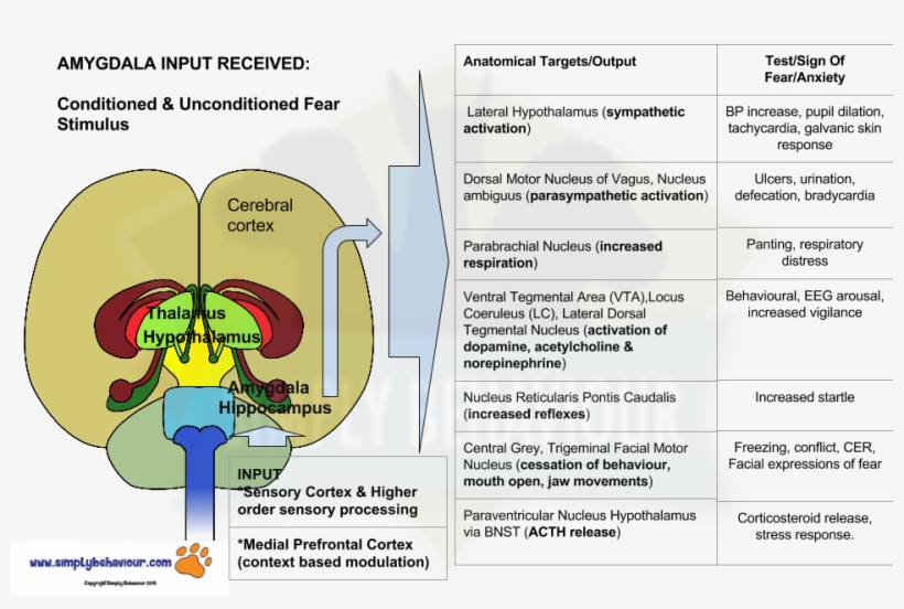Amydala And Limbic System Response To Fear And Signs - Stress Response ...