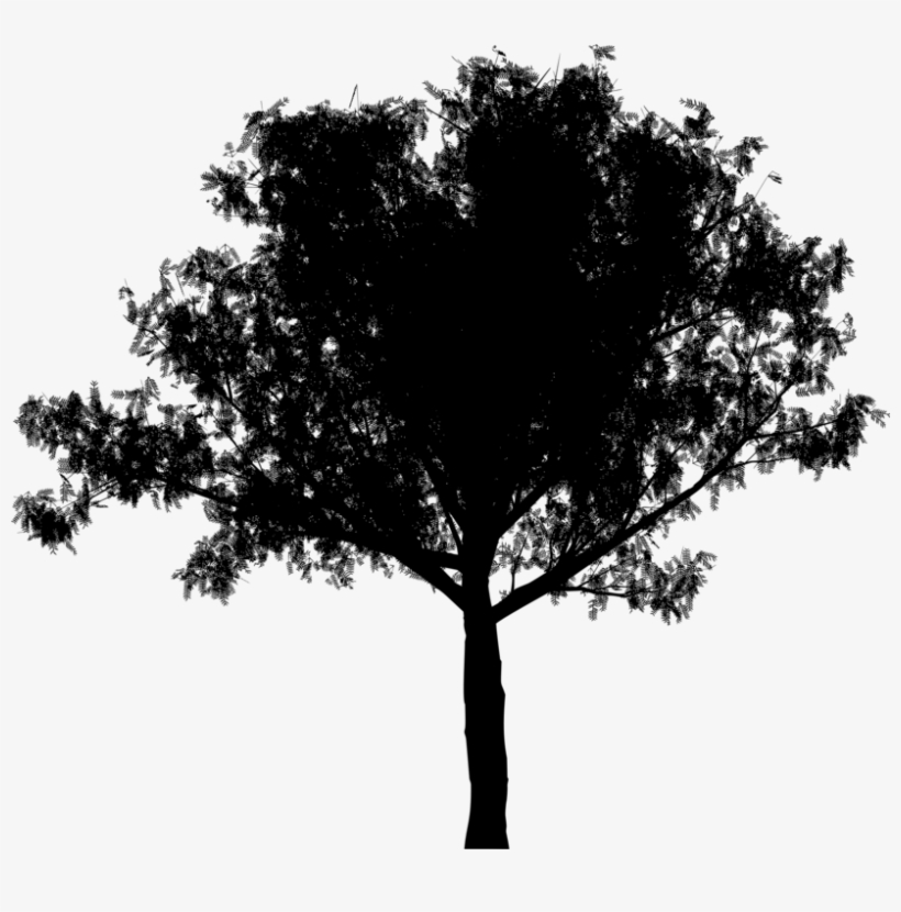 Sunset Dogwood Tree Silhouette - Walnut Tree Vector Free PNG Image ...