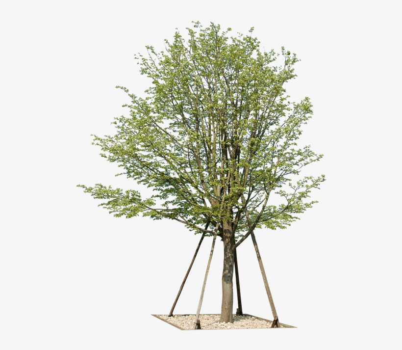 Red Pine PNG Image | Transparent PNG Free Download on SeekPNG