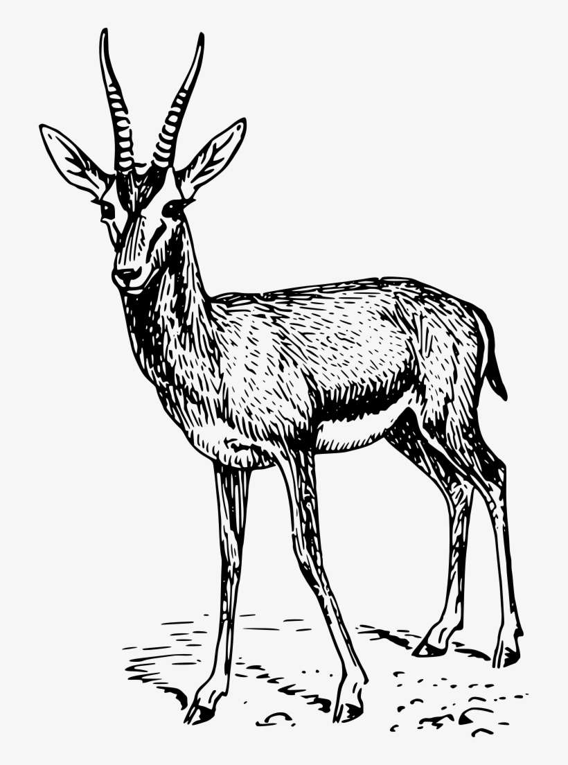 Download Png - Springbok Black And White PNG Image | Transparent PNG ...