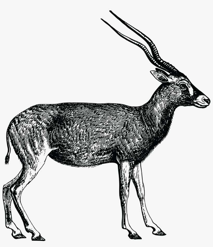 Antelope Black And White PNG Image | Transparent PNG Free Download on ...
