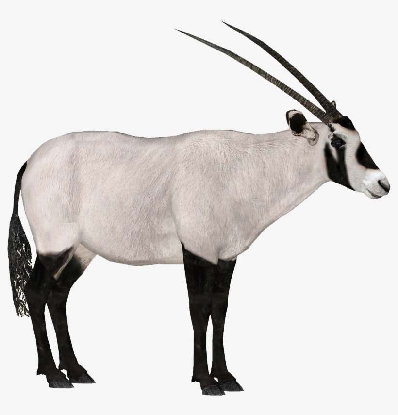 Download Antelope 4 Png - Arabian Oryx Png | Transparent PNG Download ...