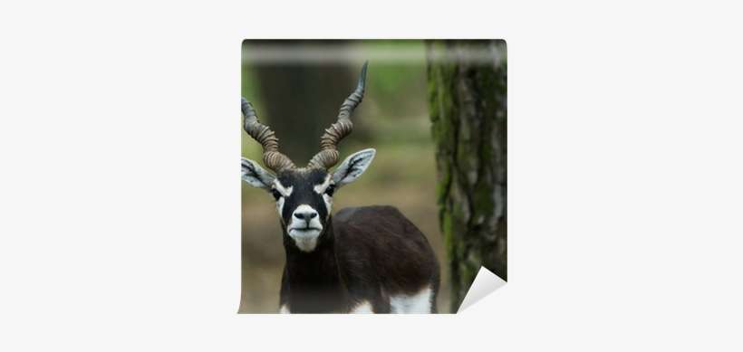 Black Buck PNG Image | Transparent PNG Free Download on SeekPNG