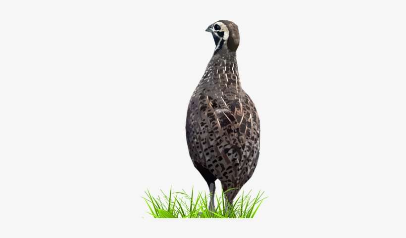 Quail PNG Image | Transparent PNG Free Download on SeekPNG