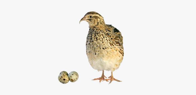 Puyuh Png - কোয়েল পাখির ডিম PNG Image | Transparent PNG Free Download ...