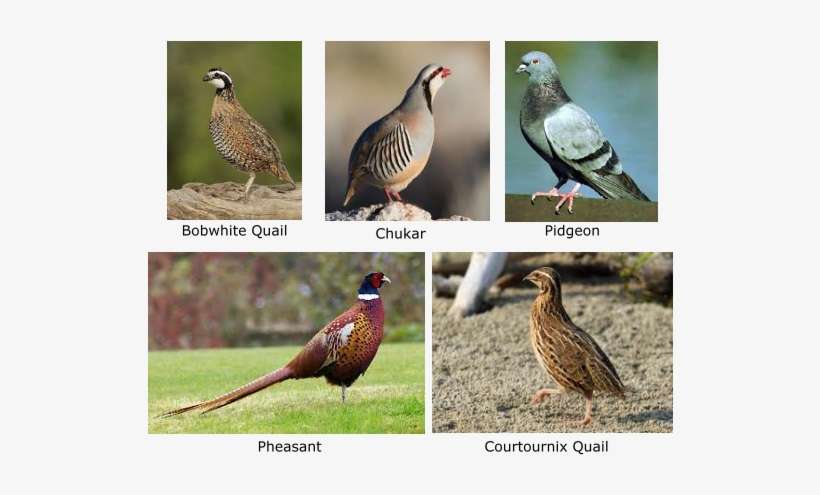00 For Quail $8 - Practical Pheasant Rearing: Raising Pheasants Book ...