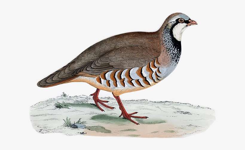 The Quail Trail - Bird Art Partridge PNG Image | Transparent PNG Free ...
