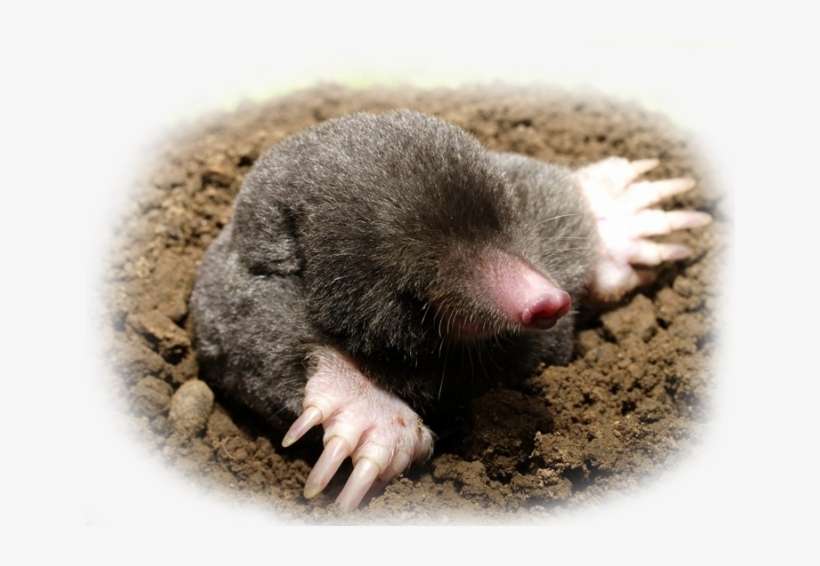 Don't Let Mr Mole Take Control - Ground Mole PNG Image | Transparent ...