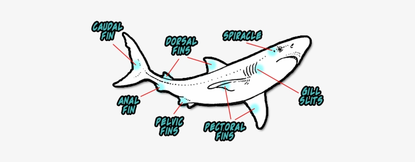 Main Parts Of A Shark PNG Image | Transparent PNG Free Download on SeekPNG