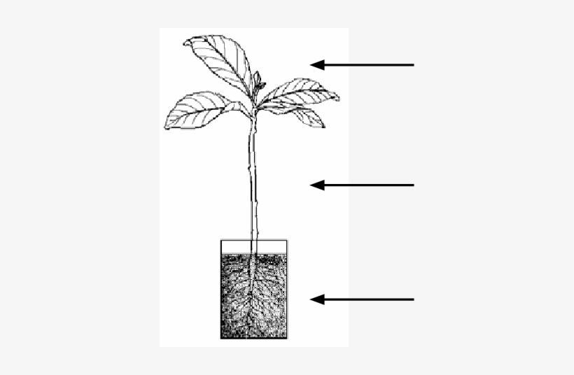 Download 8 Features Of A Good Seedling Ready For Planting - Beech ...