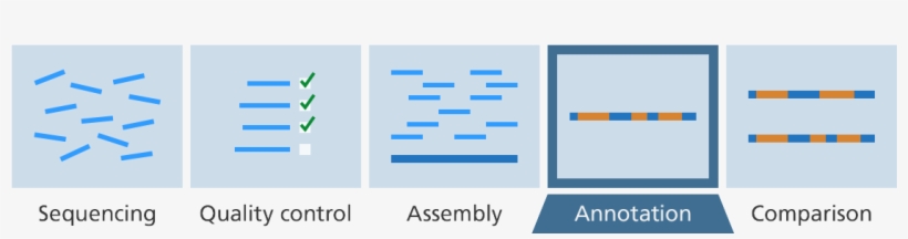 Bioinformatics 3 - Annotation - Genome Annotation PNG Image ...