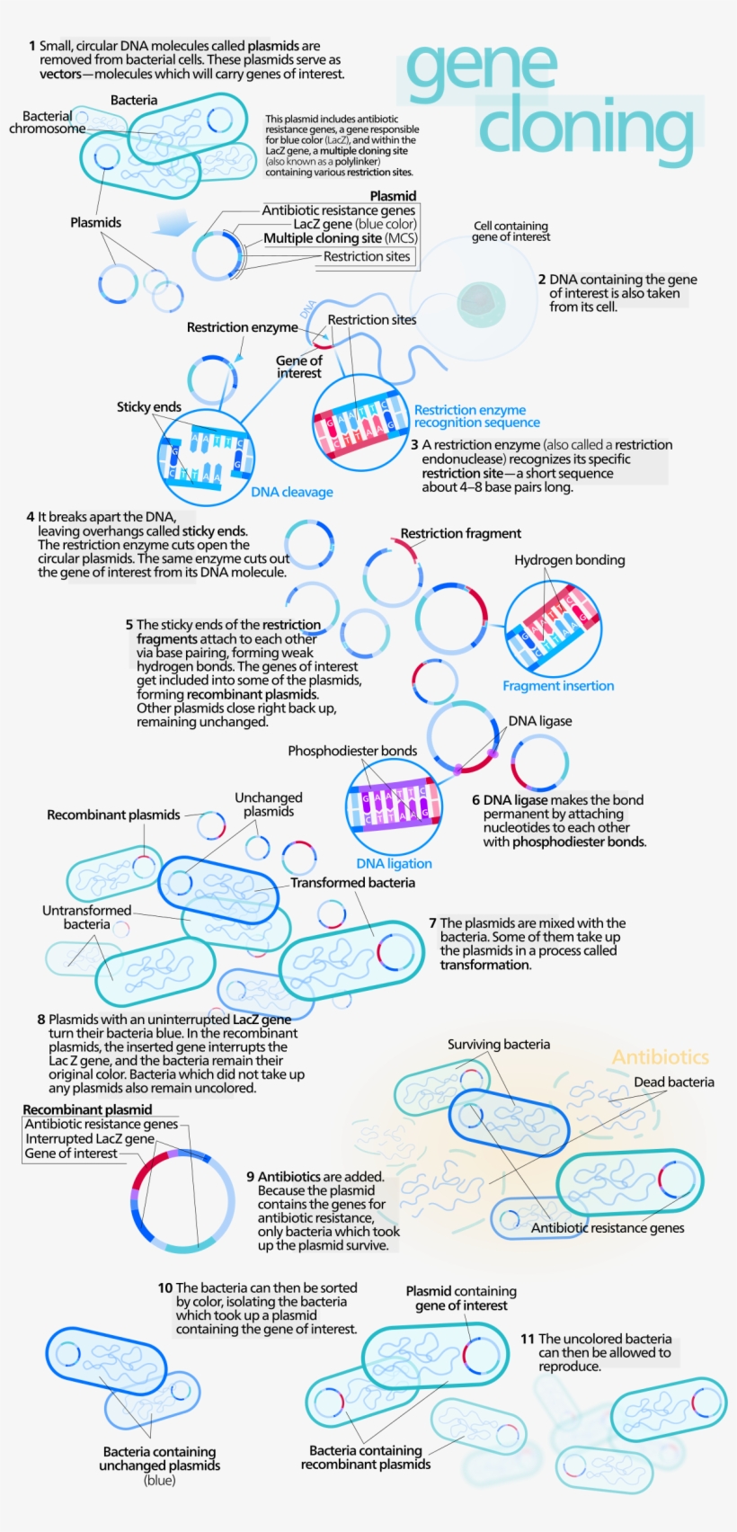 Molecular Cloning PNG Image | Transparent PNG Free Download on SeekPNG