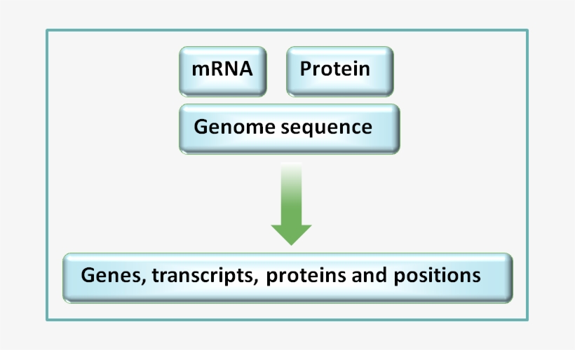 Sequences In Public Databases Are Aligned To The Genome - Genome PNG ...