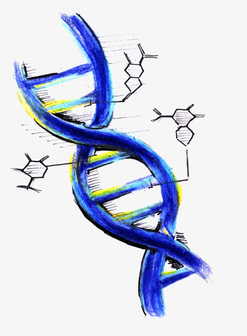 Sketch PNG Image | Transparent PNG Free Download on SeekPNG