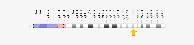 Hexa Gene - Hexa Gene Chromosome 15 PNG Image | Transparent PNG Free ...