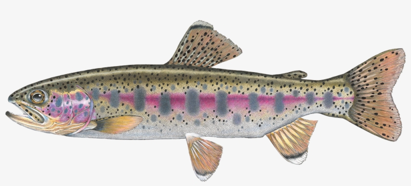 Trout PNG Image | Transparent PNG Free Download on SeekPNG