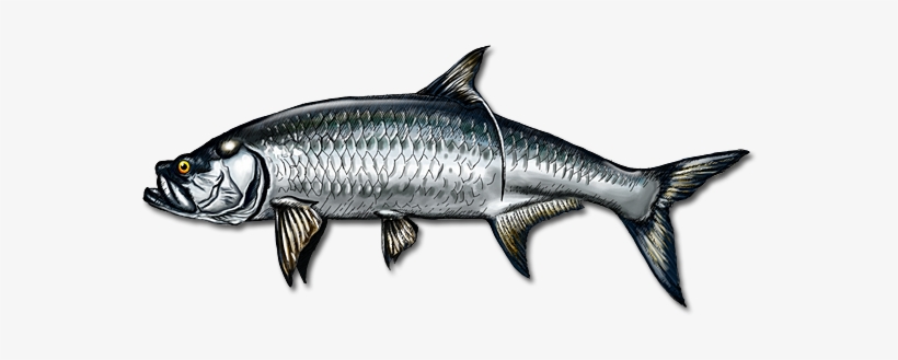 You'll Have A Great Time - Tarpon Fish Png PNG Image | Transparent PNG ...