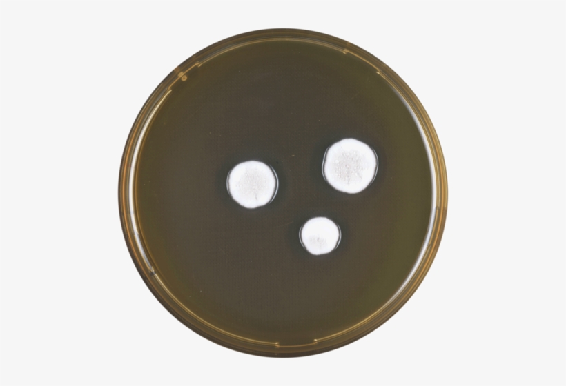 240 × 240 Pixels - Circle PNG Image | Transparent PNG Free Download on ...