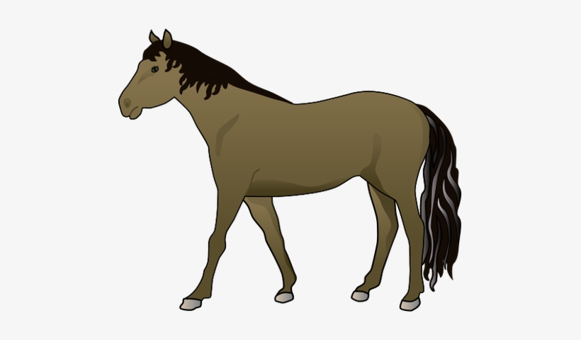 Equus Ferus Caballus - Horse Illustration PNG Image | Transparent PNG ...