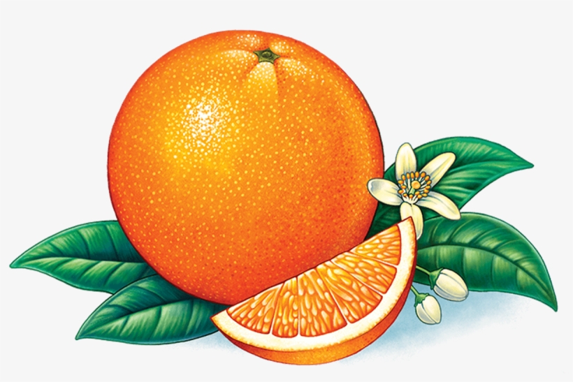Store Display - Orange Fruit Logo Png PNG Image | Transparent PNG Free ...