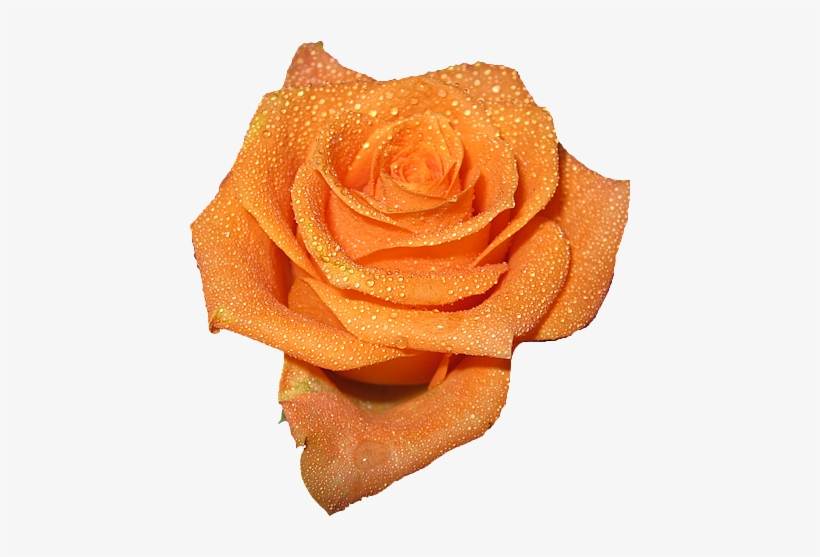 Transparent Orange Rose - Orange Rose Transparent Background PNG Image ...