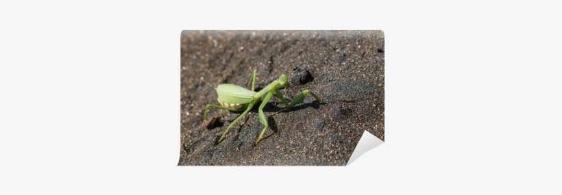 Detail Of Praying Mantis On Volcanic Sand Wall Mural - Sand PNG Image ...