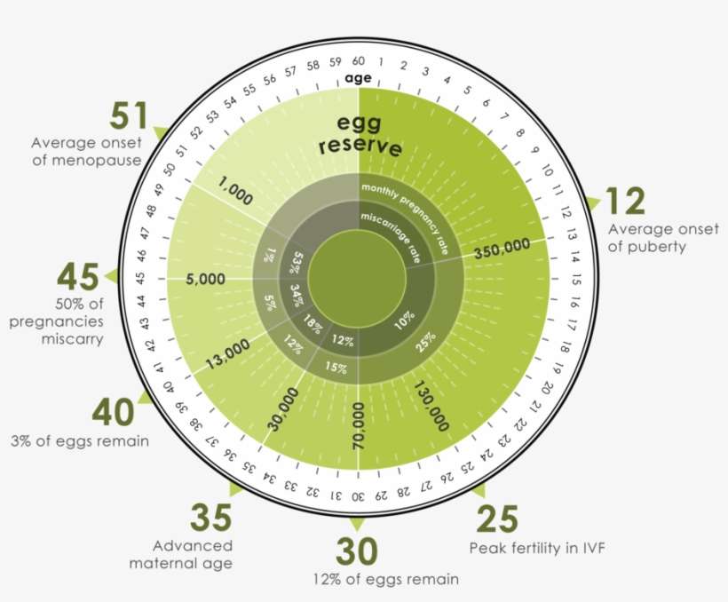 Egg Reserve - Infertility PNG Image | Transparent PNG Free Download on ...
