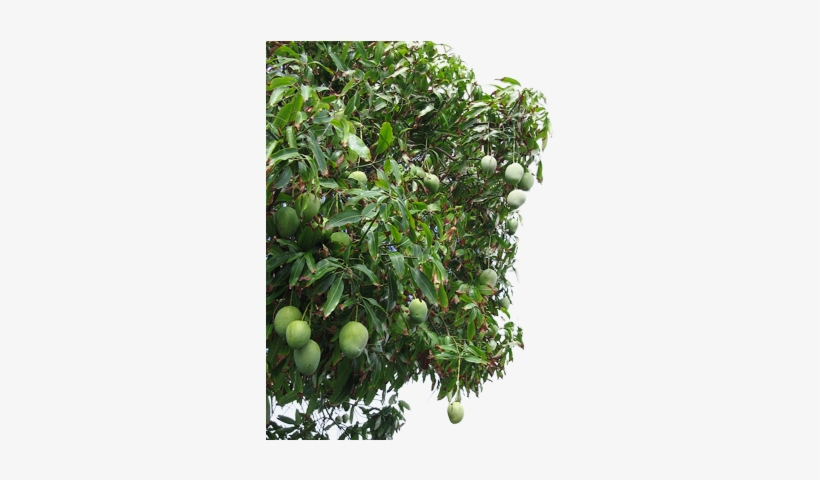 Mango Tree Png - Mango Tree Images Png PNG Image | Transparent PNG Free ...