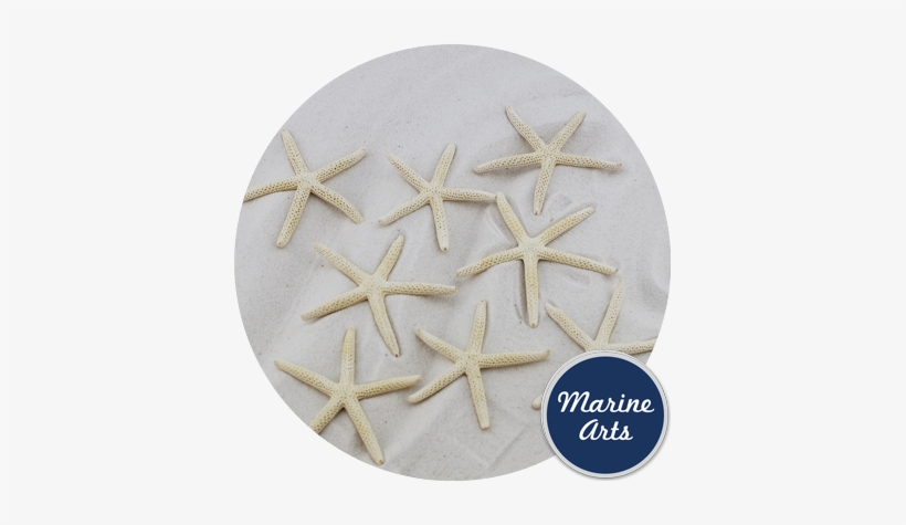 Starfish Bleached Small - Beach PNG Image | Transparent PNG Free ...