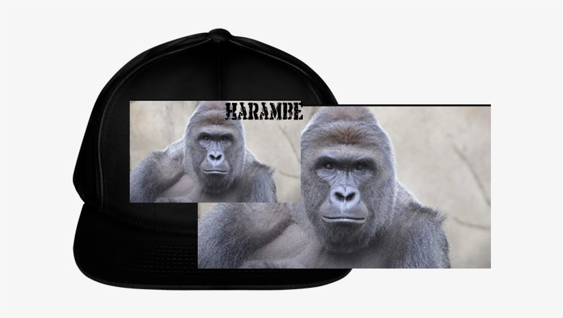 Solid Color Cotton Snapback - Harambe The Gorilla: Dicks Out For ...